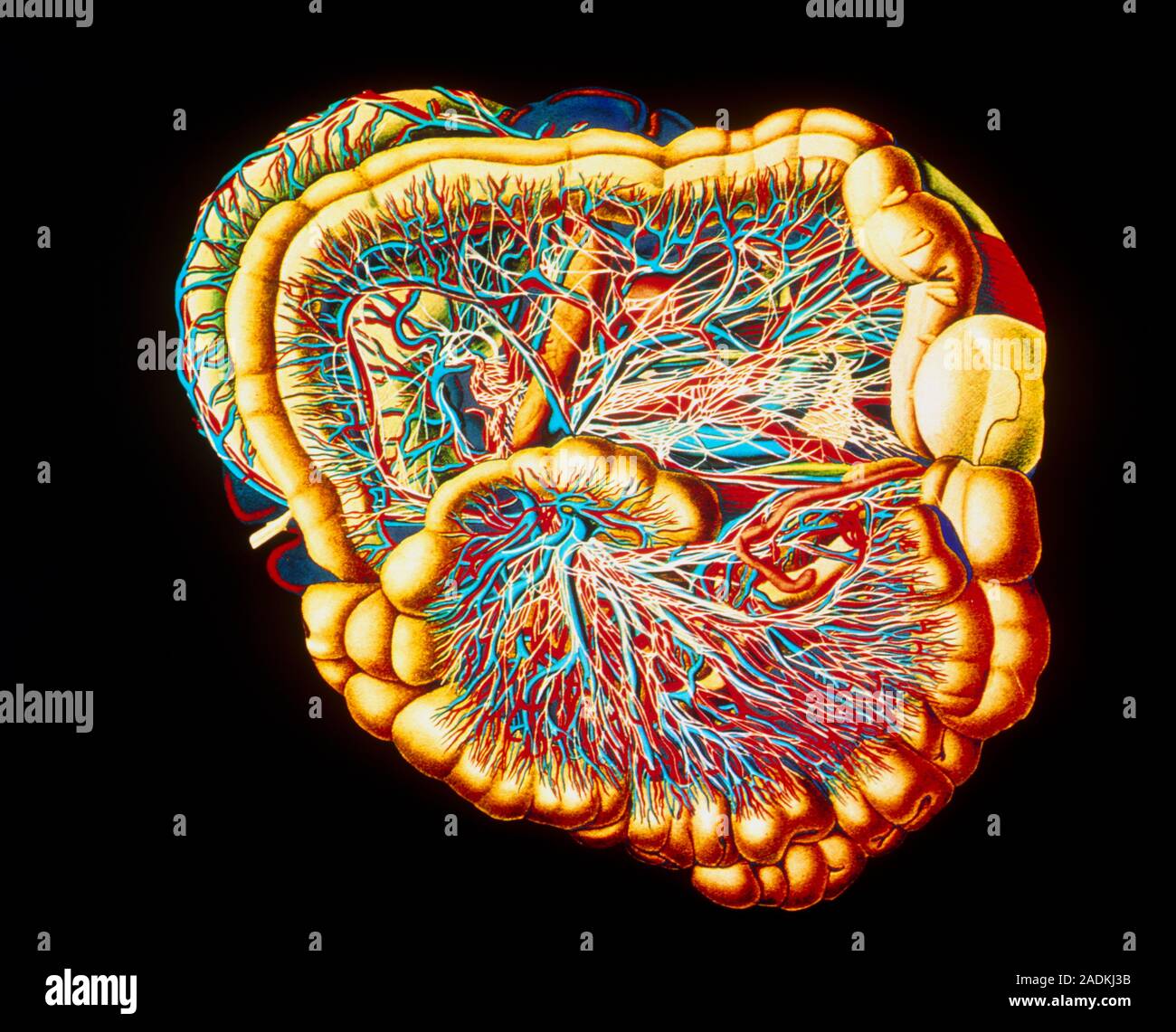 Colon. Computer-enhanced historical artwork of the human colon (or ...