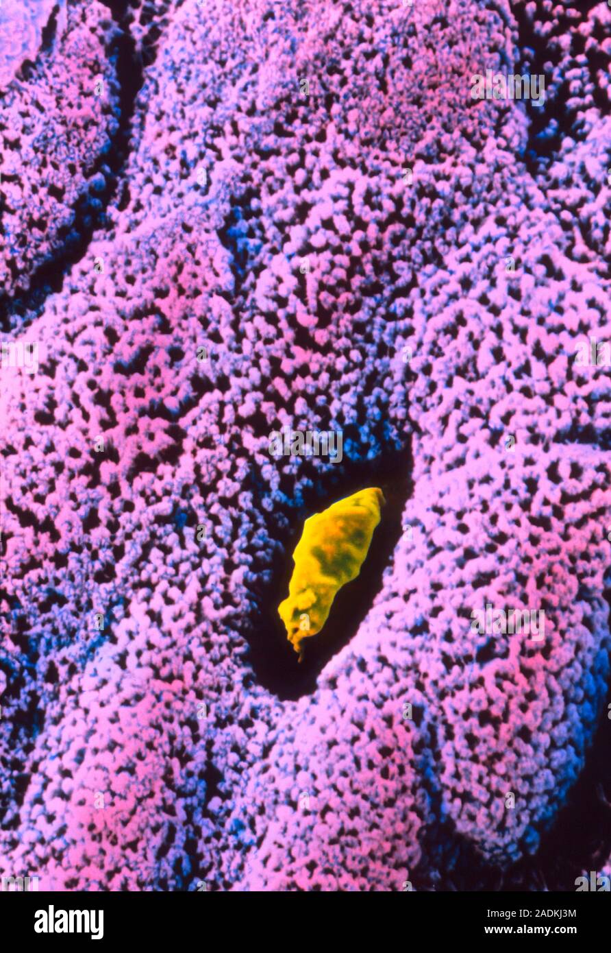 Goblet cell. Coloured scanning electron micrograph (SEM) of the mucosa ...