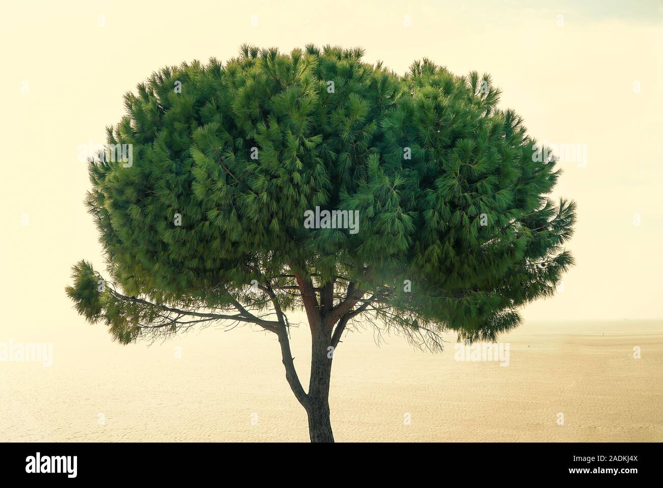 Lone pine tree hi-res stock photography and images - Alamy