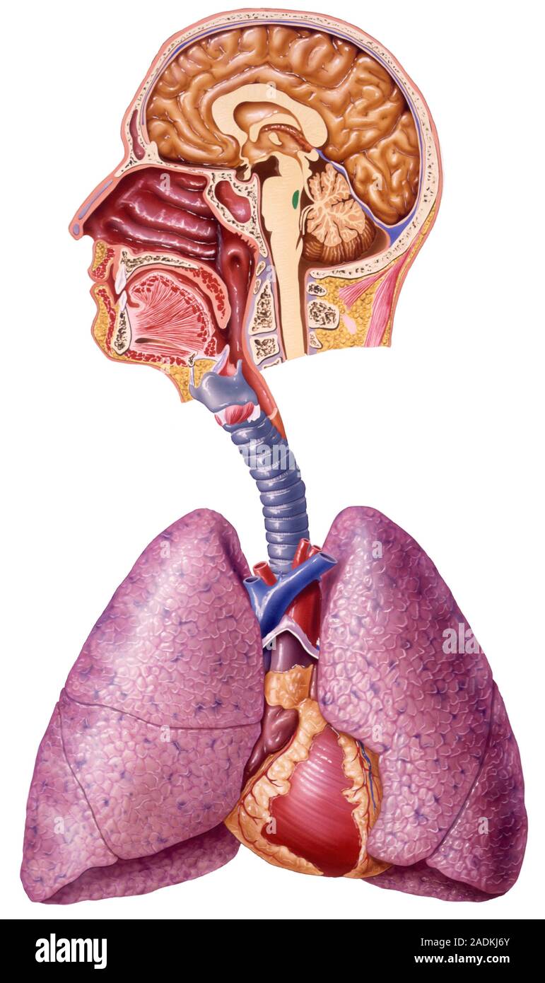 Respiratory system. Illustration of the human respiratory system. At ...