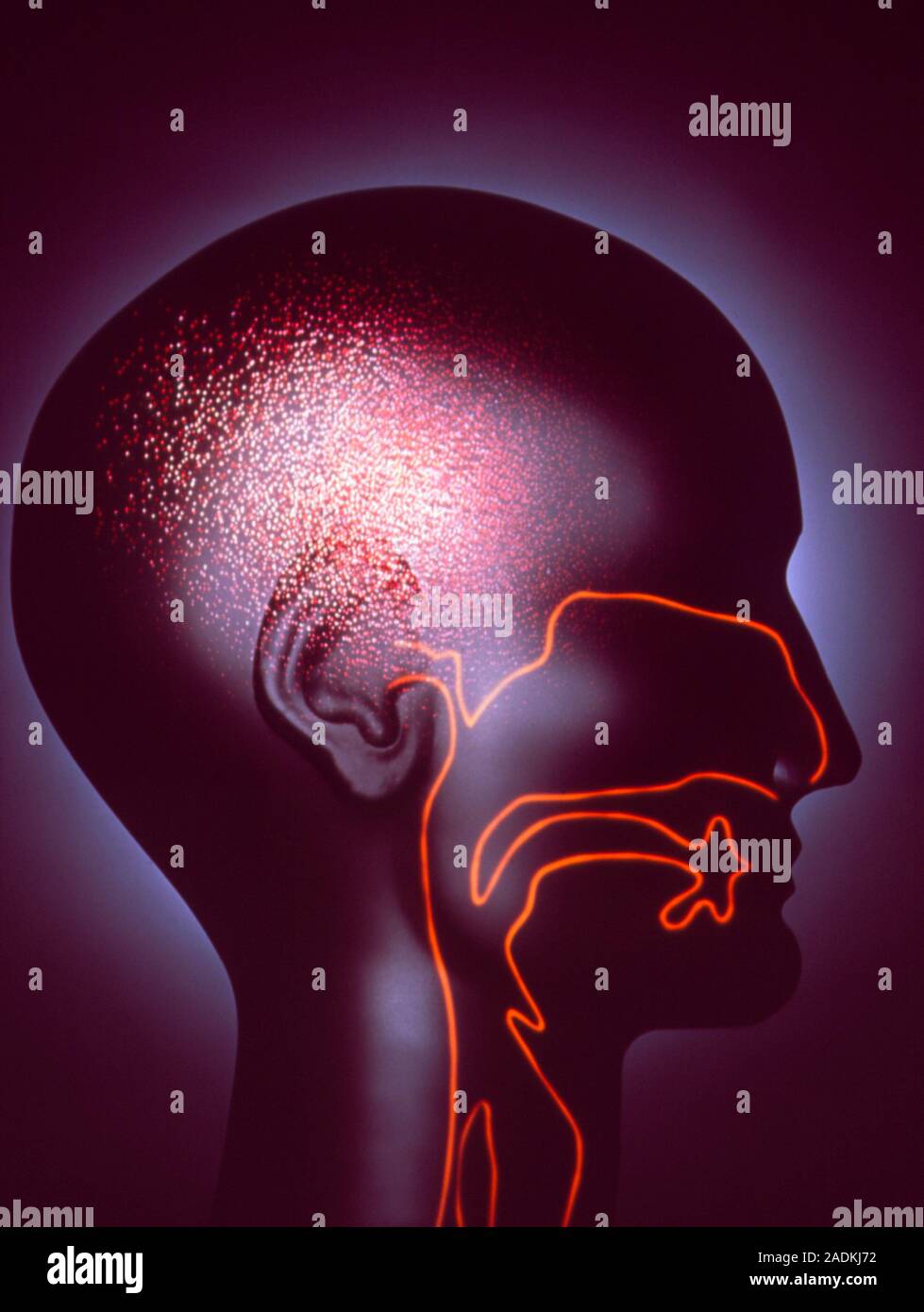 Model of the human head showing the air passages of the nose and throat ...