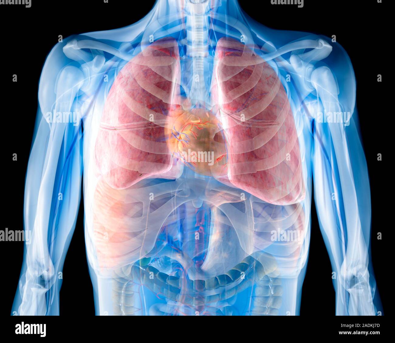Heart and lungs. X-ray artwork of the human chest cavity, showing the ...