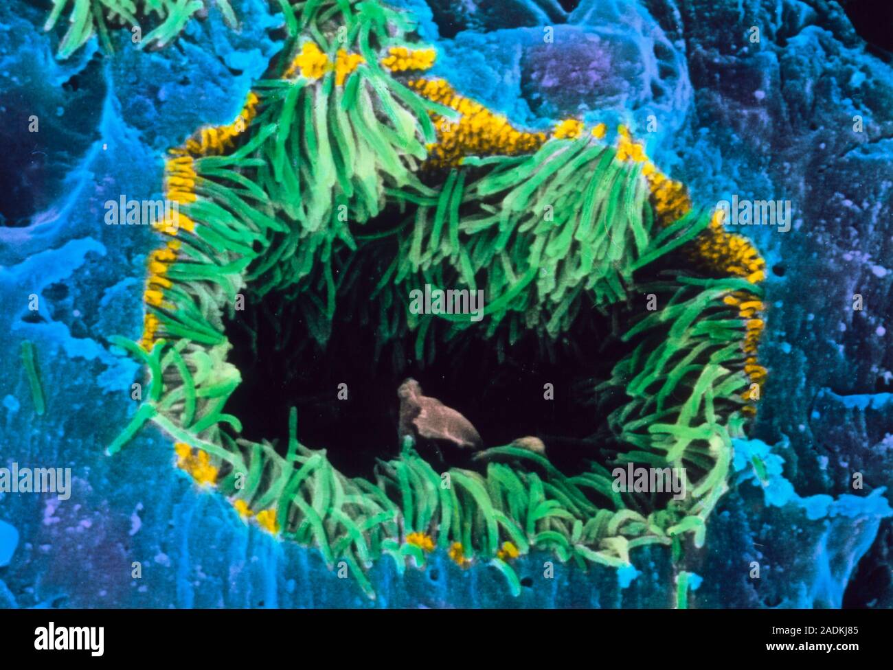 Tracheal epithelium. Scanning electron micrograph of a section of the ...