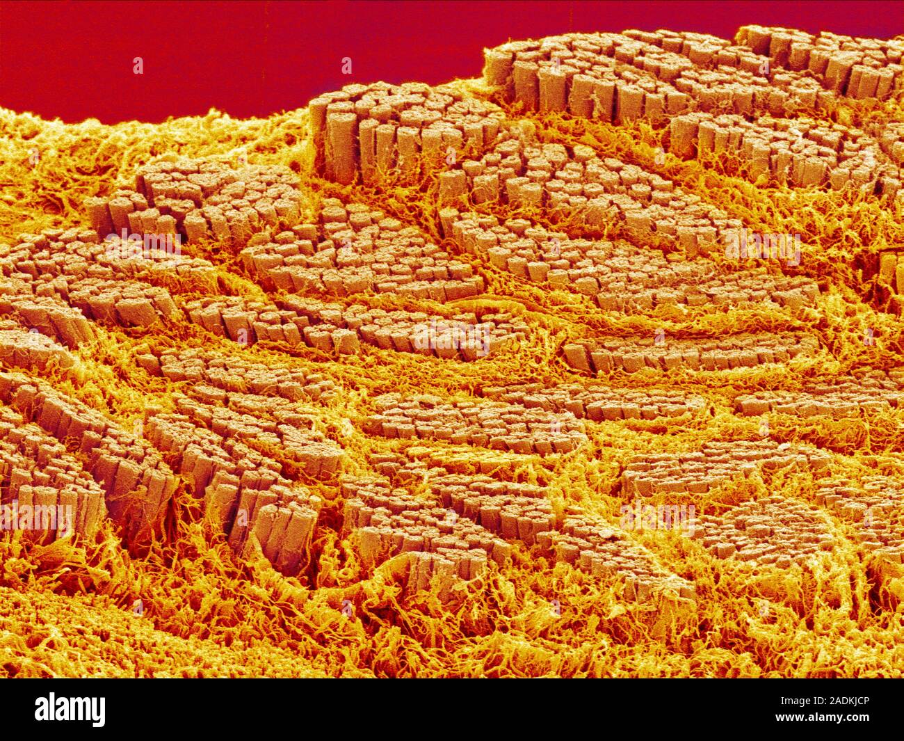 Trachea muscle. Coloured scanning electron micrograph (SEM) of smooth ...