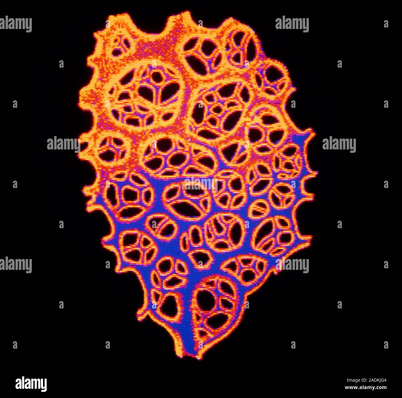 Lung alveoli. Computer digitised, historical illustration of tissue of ...