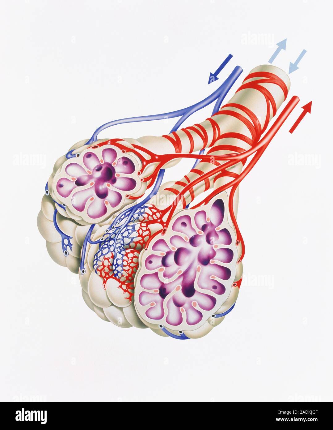 Alveoli. Illustration of air sacs (alveoli) in the human lung. Several ...