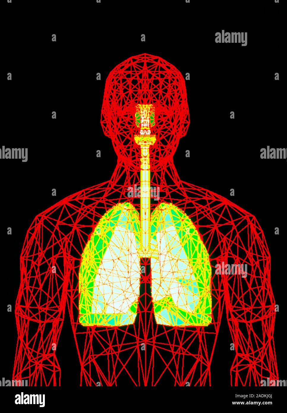 Lungs. Computer graphic of a wire-frame head and torso, showing the ...