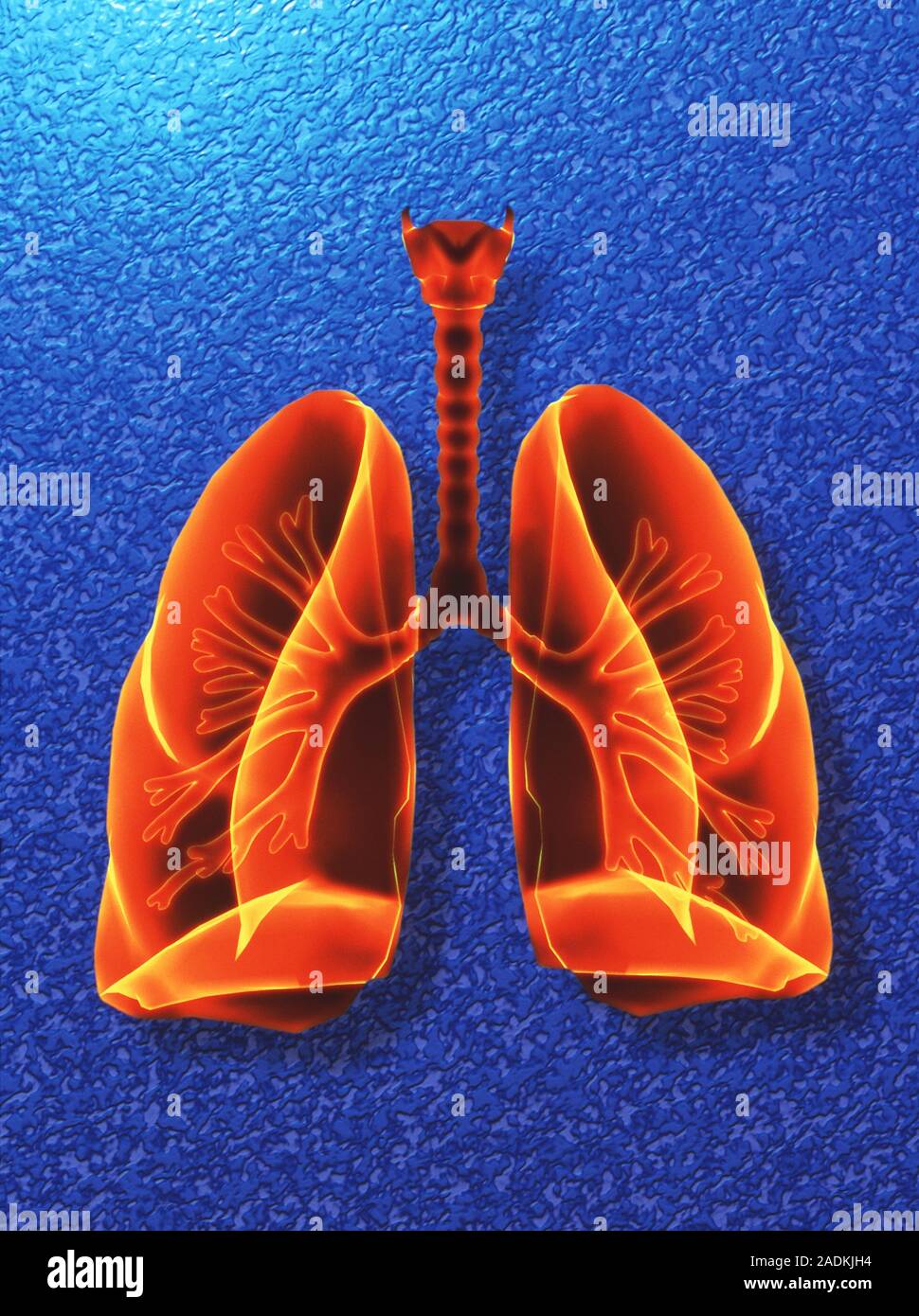 Healthy lungs. Computer graphic of a healthy pair of human lungs with ...