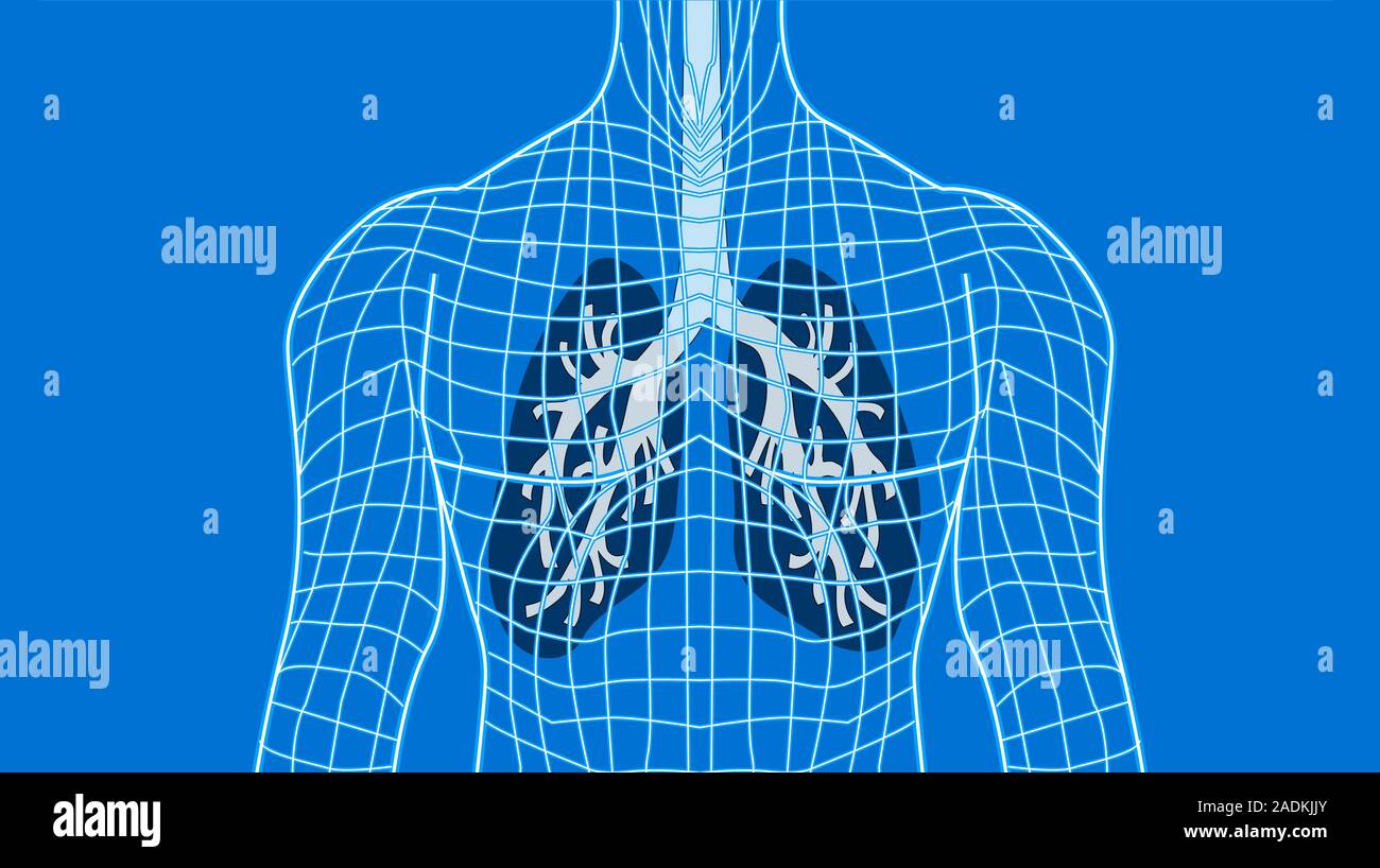 Lungs in a wireframe body, computer artwork. The windpipe (trachea ...