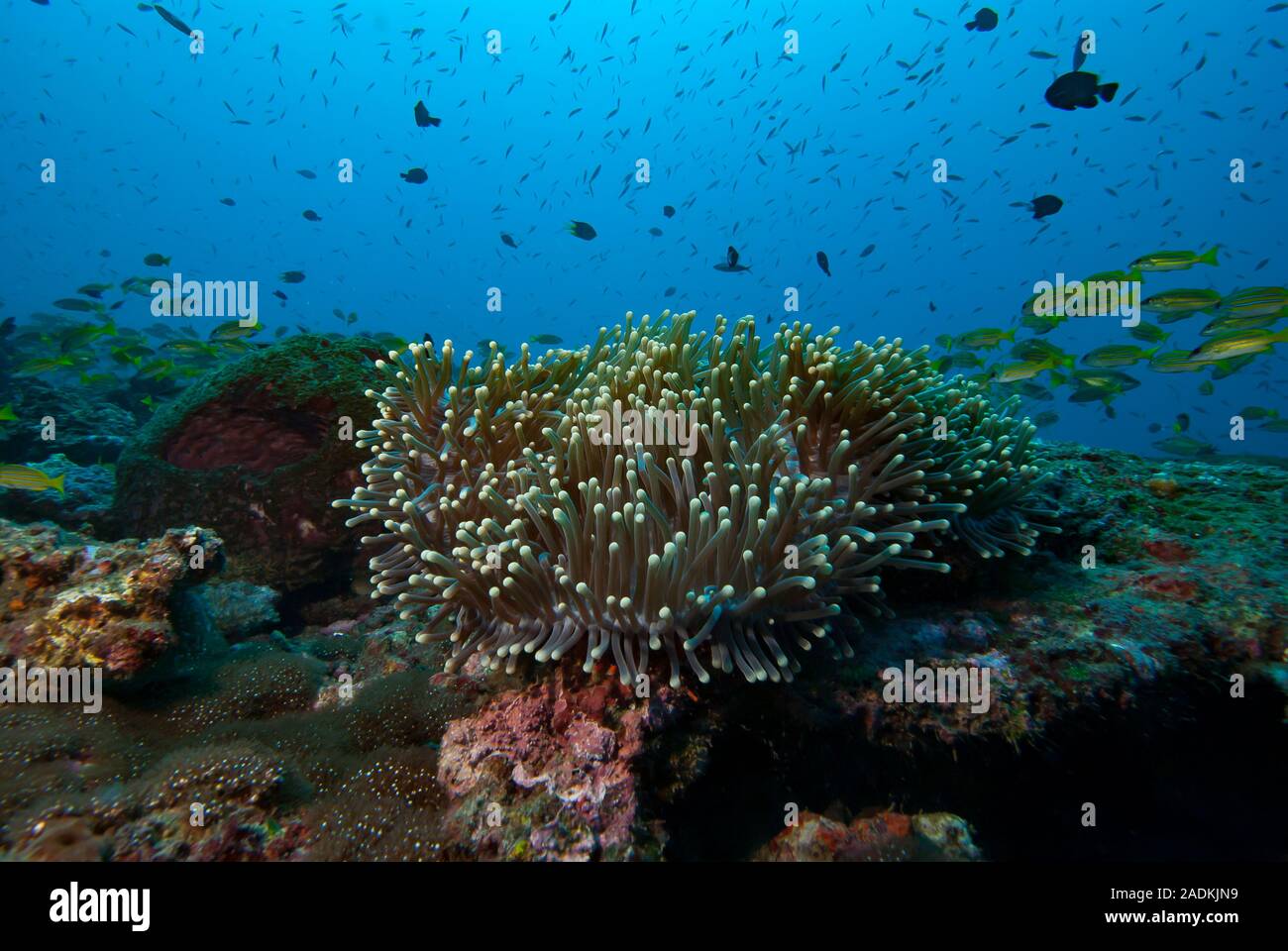 Tropical Coral Reef Underwater Landscape Stock Photo - Alamy