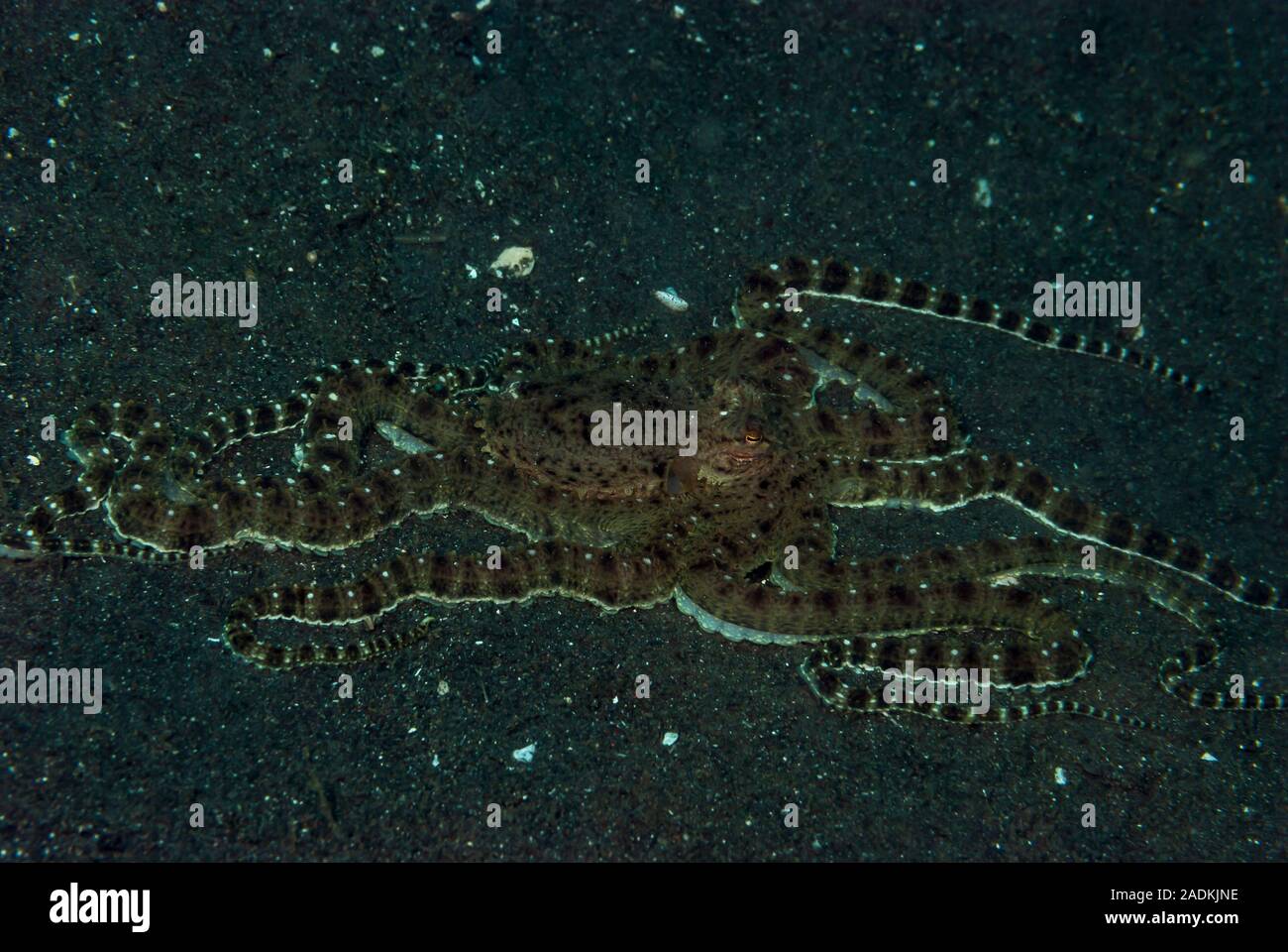 Mimic Octopus Thaumoctopus mimicus Stock Photo - Alamy