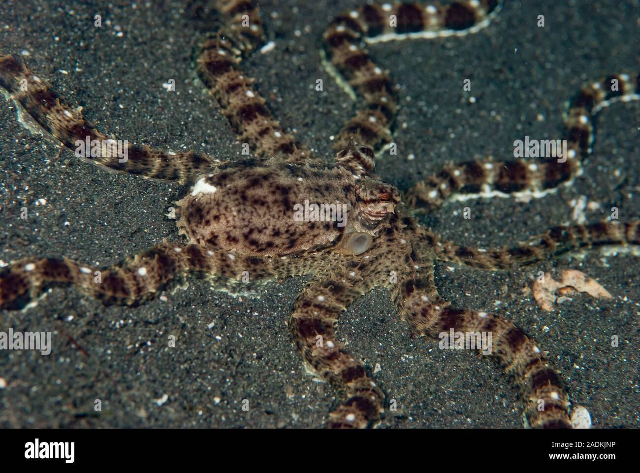 Mimic octopus underwater indonesia scuba hi-res stock photography and ...