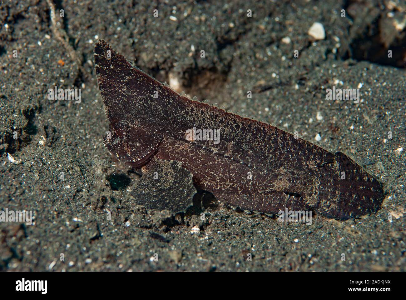 Spiny Waspfish Ablabys macracanthus Stock Photo - Alamy