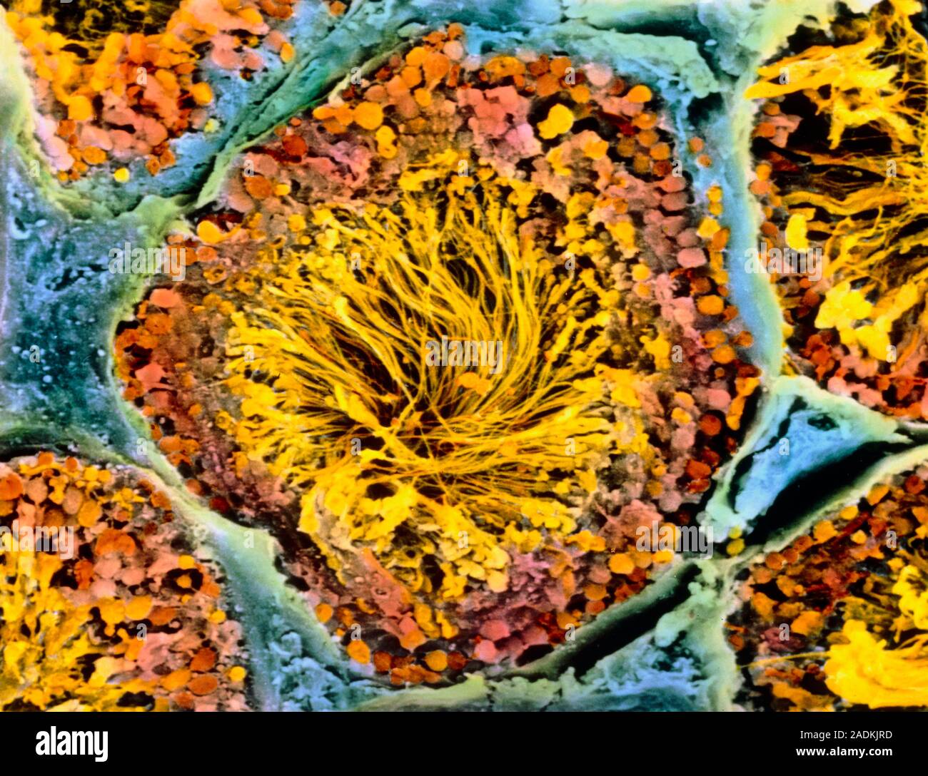 False Colour Scanning Electron Micrograph Of Seminiferous Tubules In The Human Testis Cross
