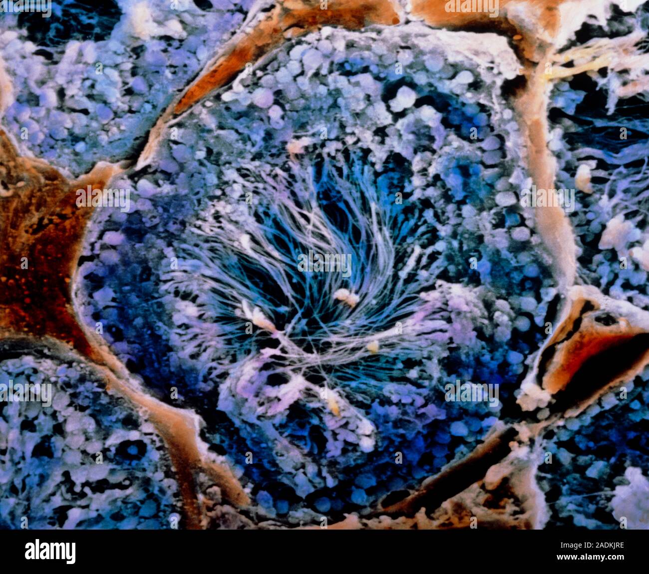 False Colour Scanning Electron Micrograph Of Seminiferous Tubules In