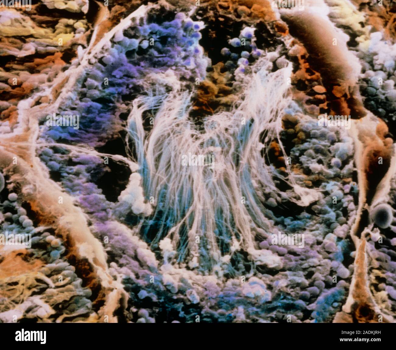 Testis. Coloured scanning electron micrograph showing a cross section ...