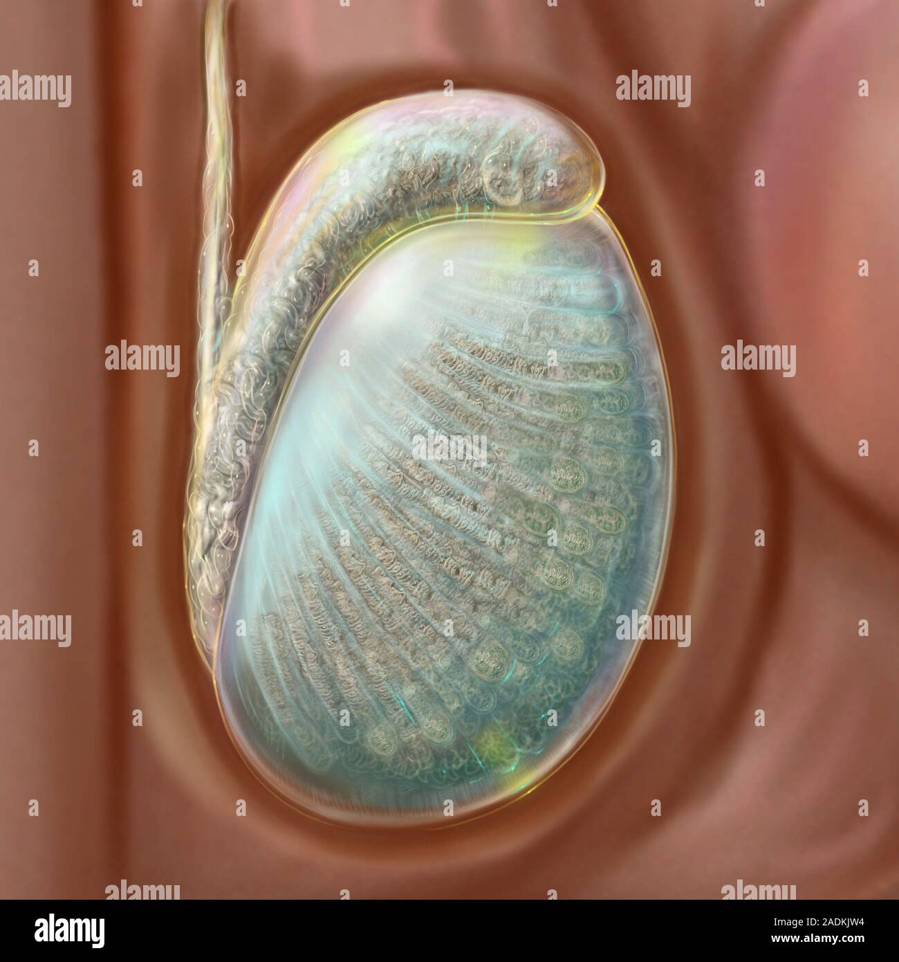 This image may not be used in educational posters Testis. Illustration ...