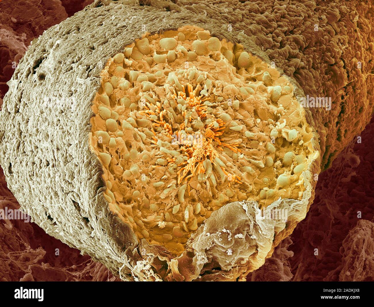 Sperm Production Site Coloured Scanning Electron Micrograph Sem