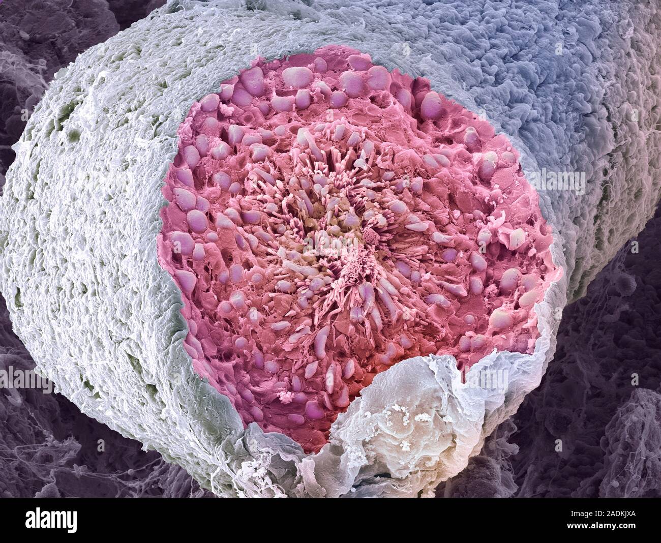 Sperm Production Site Coloured Scanning Electron Micrograph Sem