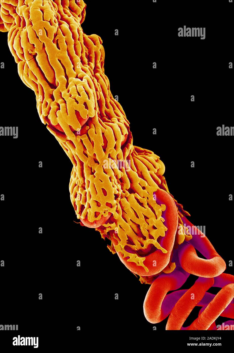 Blood supply to a rat's testis, coloured scanning electron micrograph ...