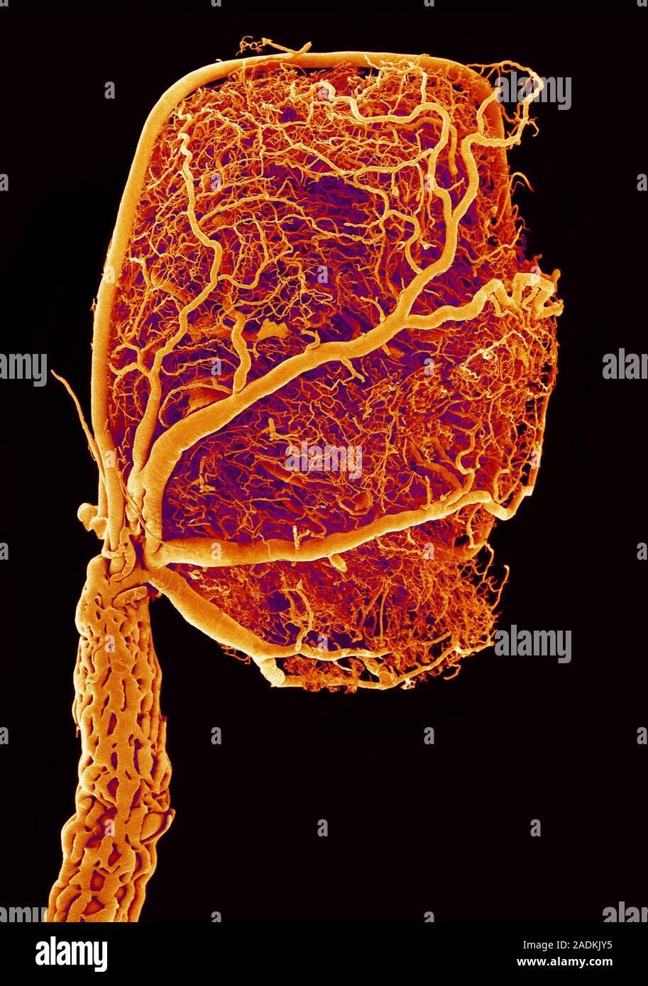 Blood supply to a mouse testis, coloured scanning electron micrograph ...