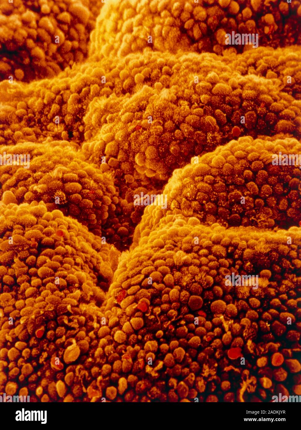False-colour scanning electron micrograph of the heavily-folded ...