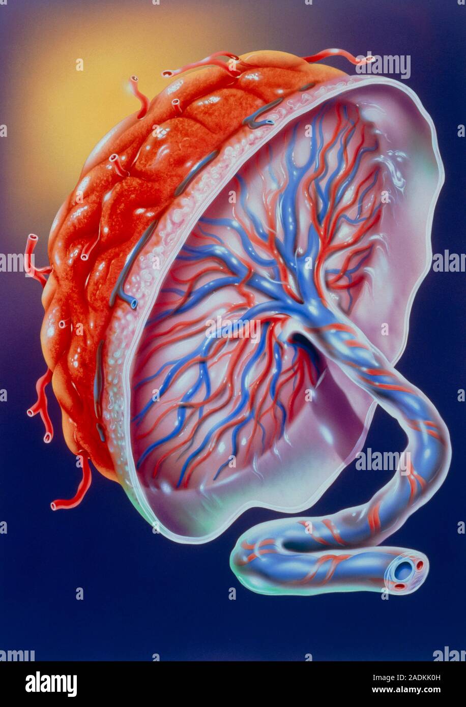 Illustration of the human placenta. The placenta is an organ that ...