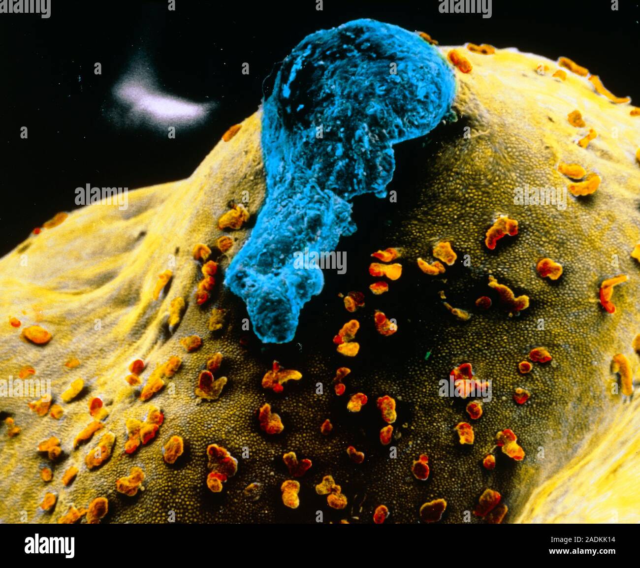 Ovulation. False-colour scanning electron micrograph of the surface of ...