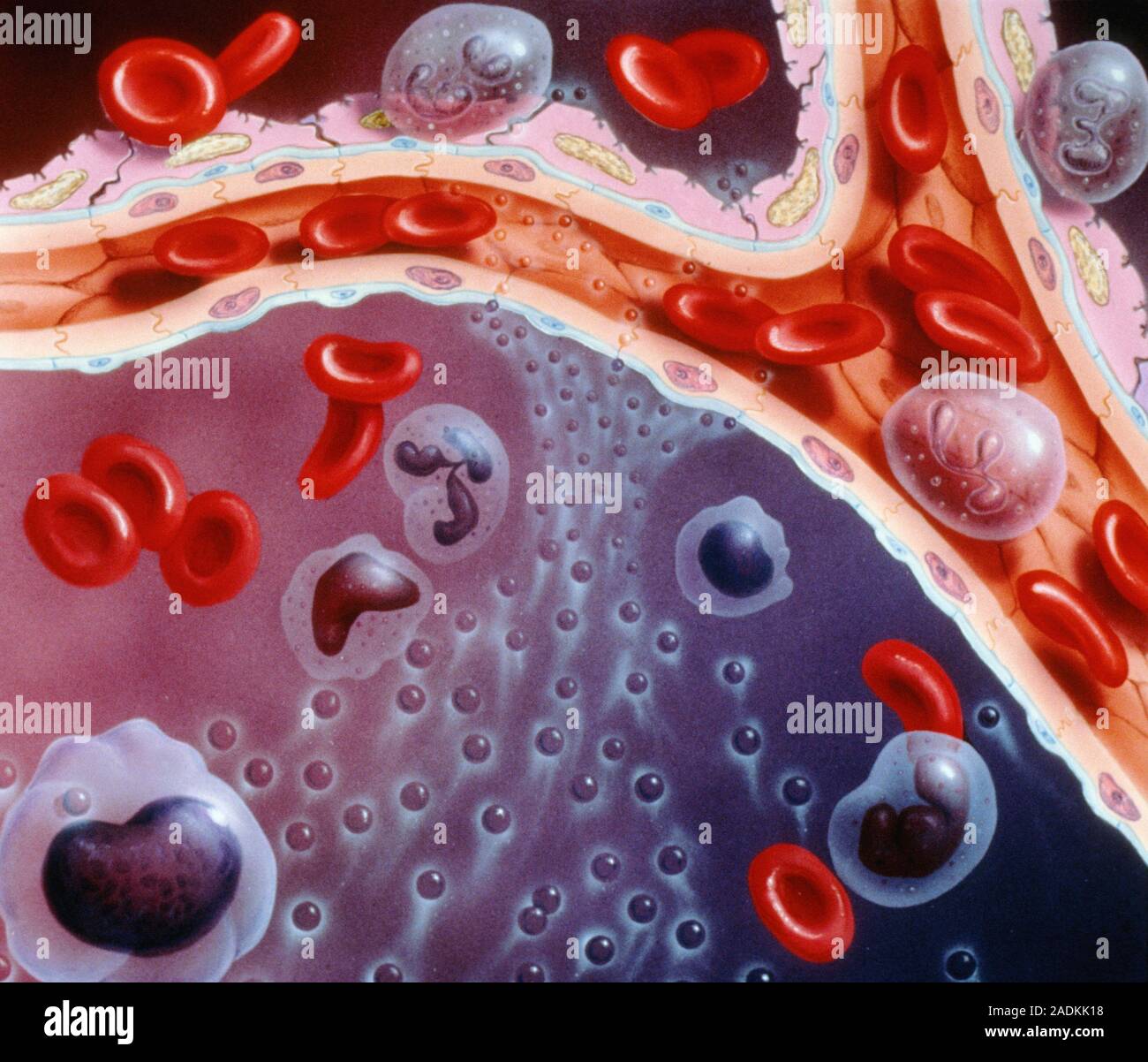 Drugs crossing the placenta. Illustration of the blood flow across the ...