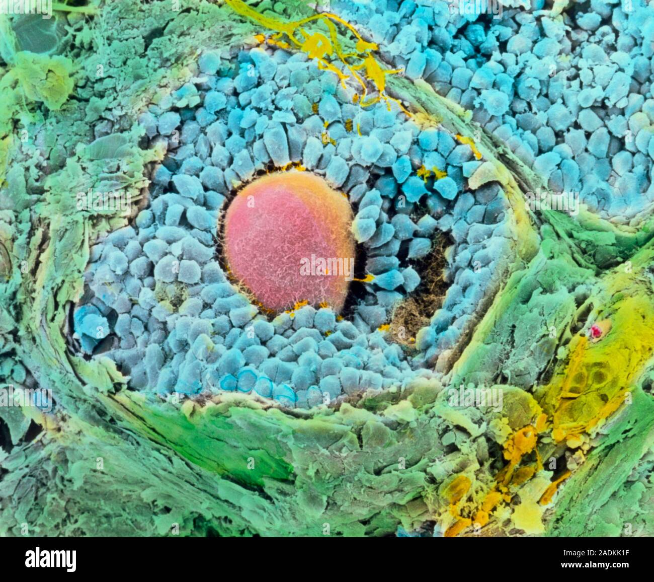 Secondary follicles in ovary. Coloured Scanning Electron Micrograph ...