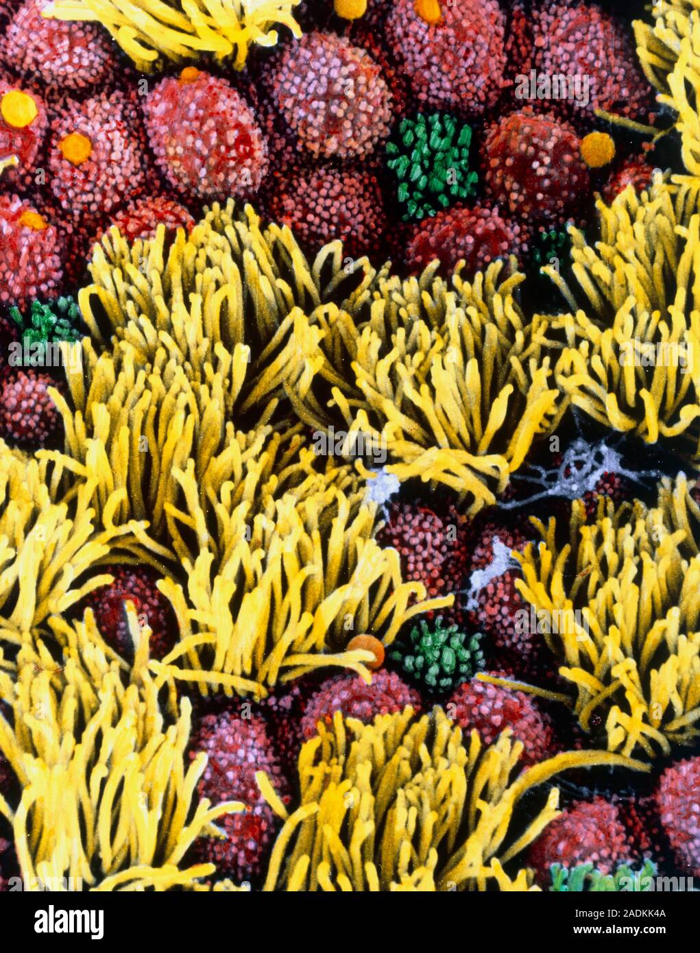 Fallopian tube cells. Coloured high resolution scanning electron ...