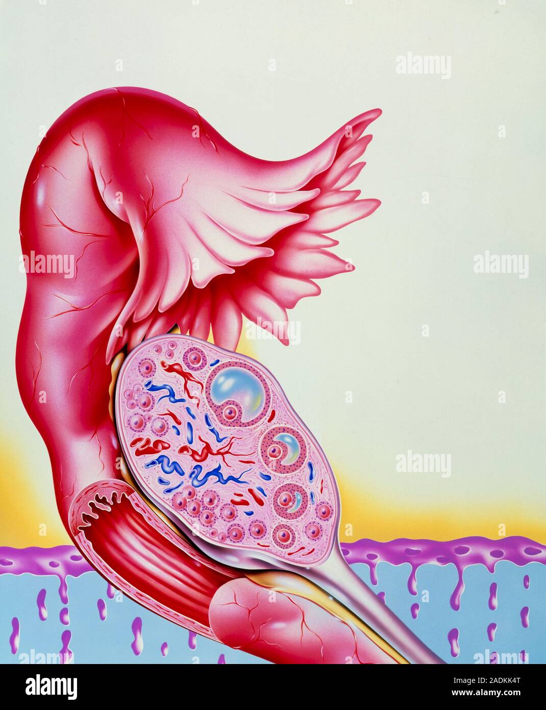 Ovum development. Illustration showing the development of a human ovum ...