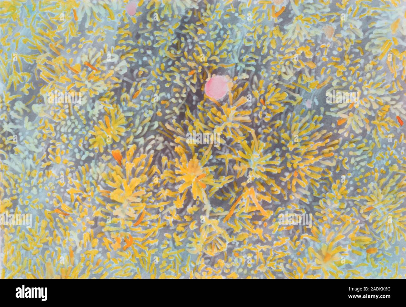 Menopausal uterine gland. Coloured scanning elect- ron micrograph (SEM ...
