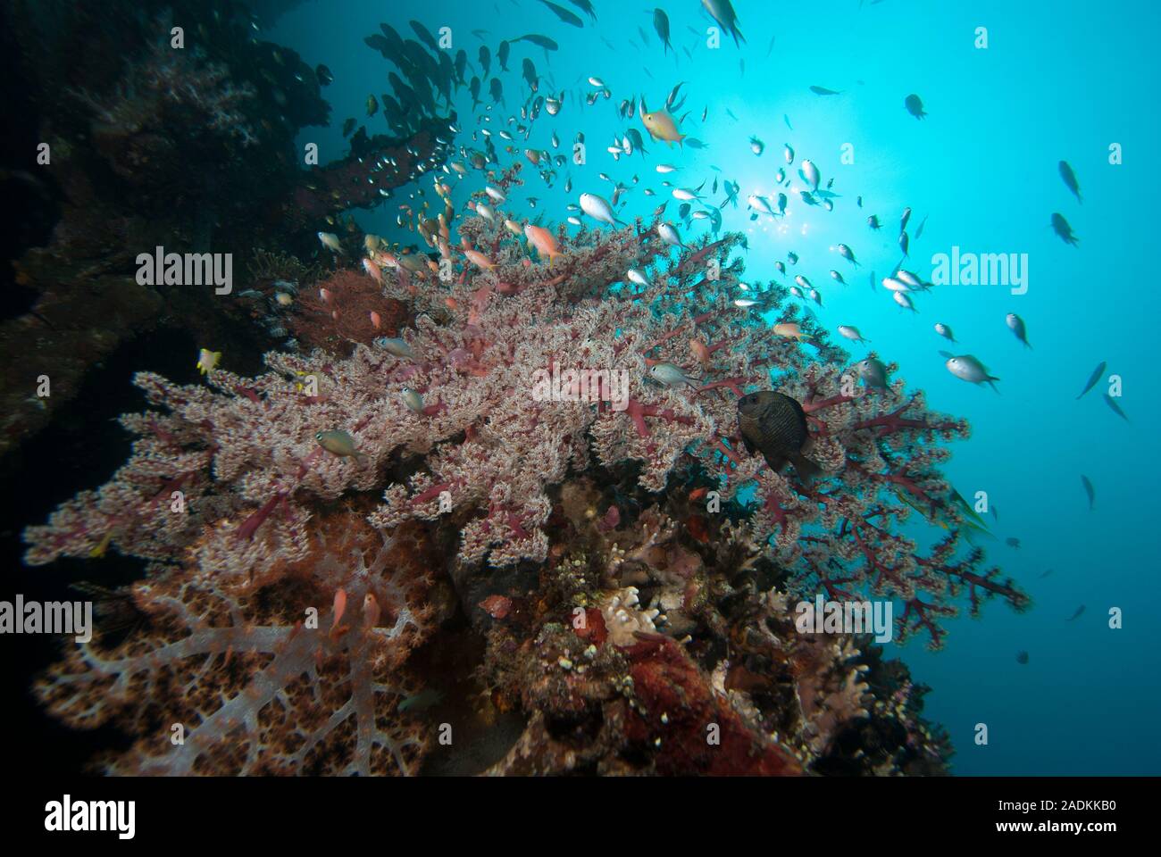 Tropical marine biodiversity in the Indonesian Coral Triangle. Coral ...