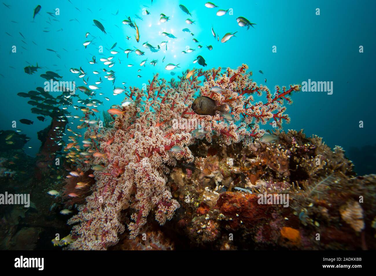 Tropical marine biodiversity in the Indonesian Coral Triangle. Coral ...