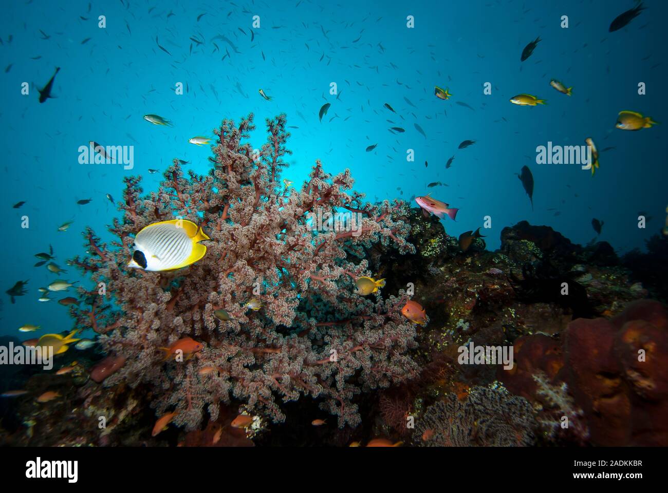 Tropical marine biodiversity in the Indonesian Coral Triangle. Coral ...