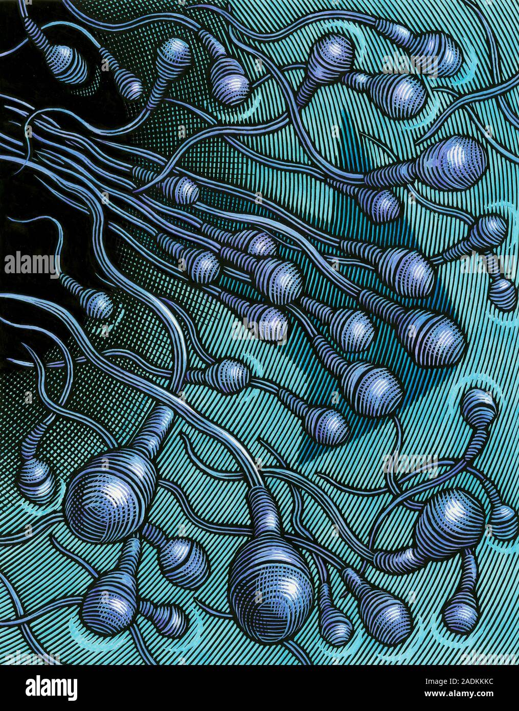 Sperm cells. Artwork of human sperm cells swimming towards the unseen ...