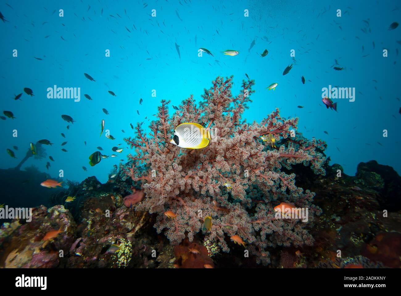 Red coral fans in coral hi-res stock photography and images - Alamy