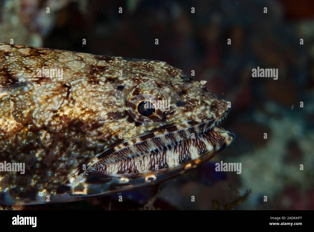 Reef lizardfish Synodus variegatus Stock Photo - Alamy
