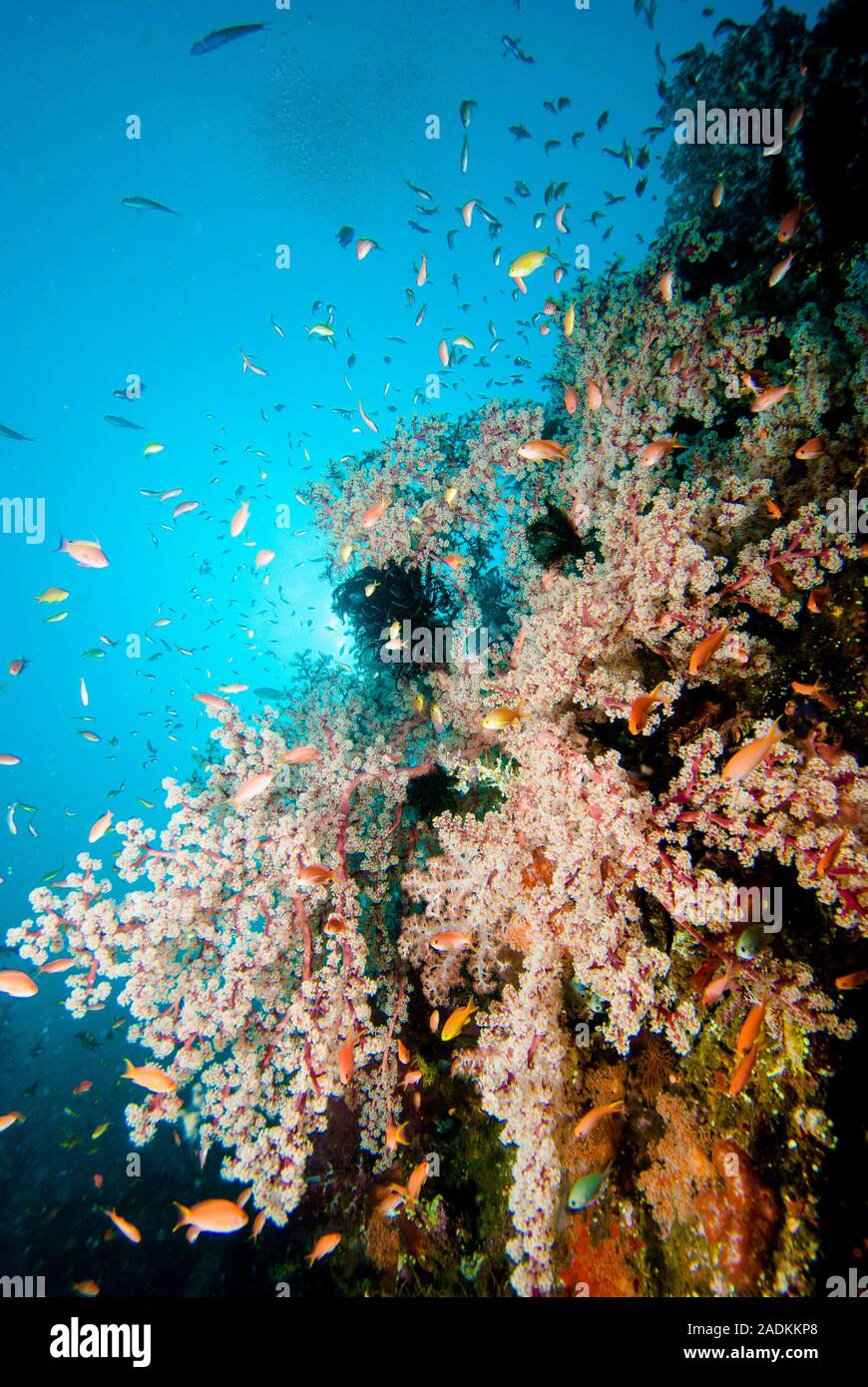 Tropical marine biodiversity in the Indonesian Coral Triangle. Coral ...