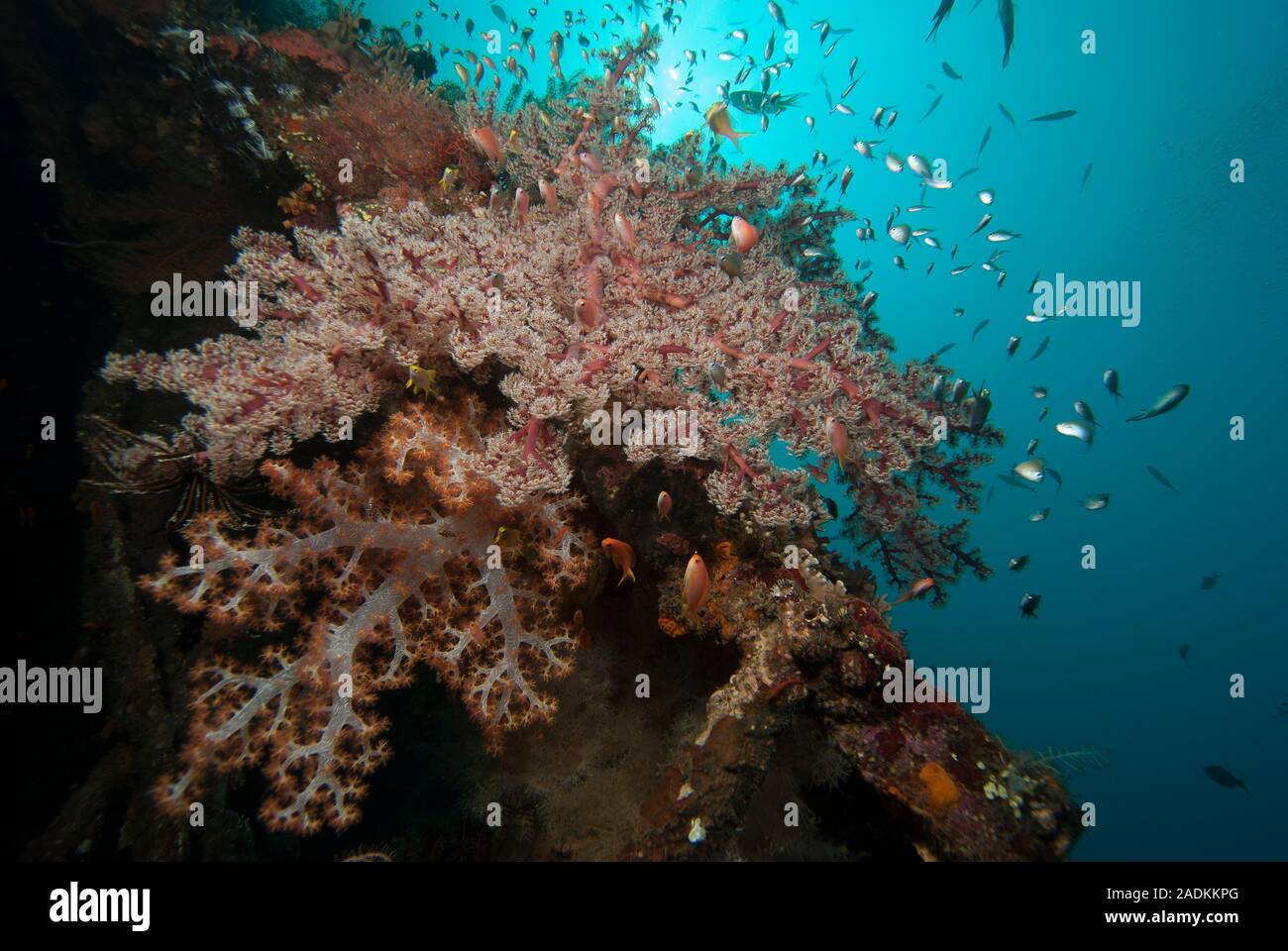 Tropical marine biodiversity in the Indonesian Coral Triangle. Coral ...