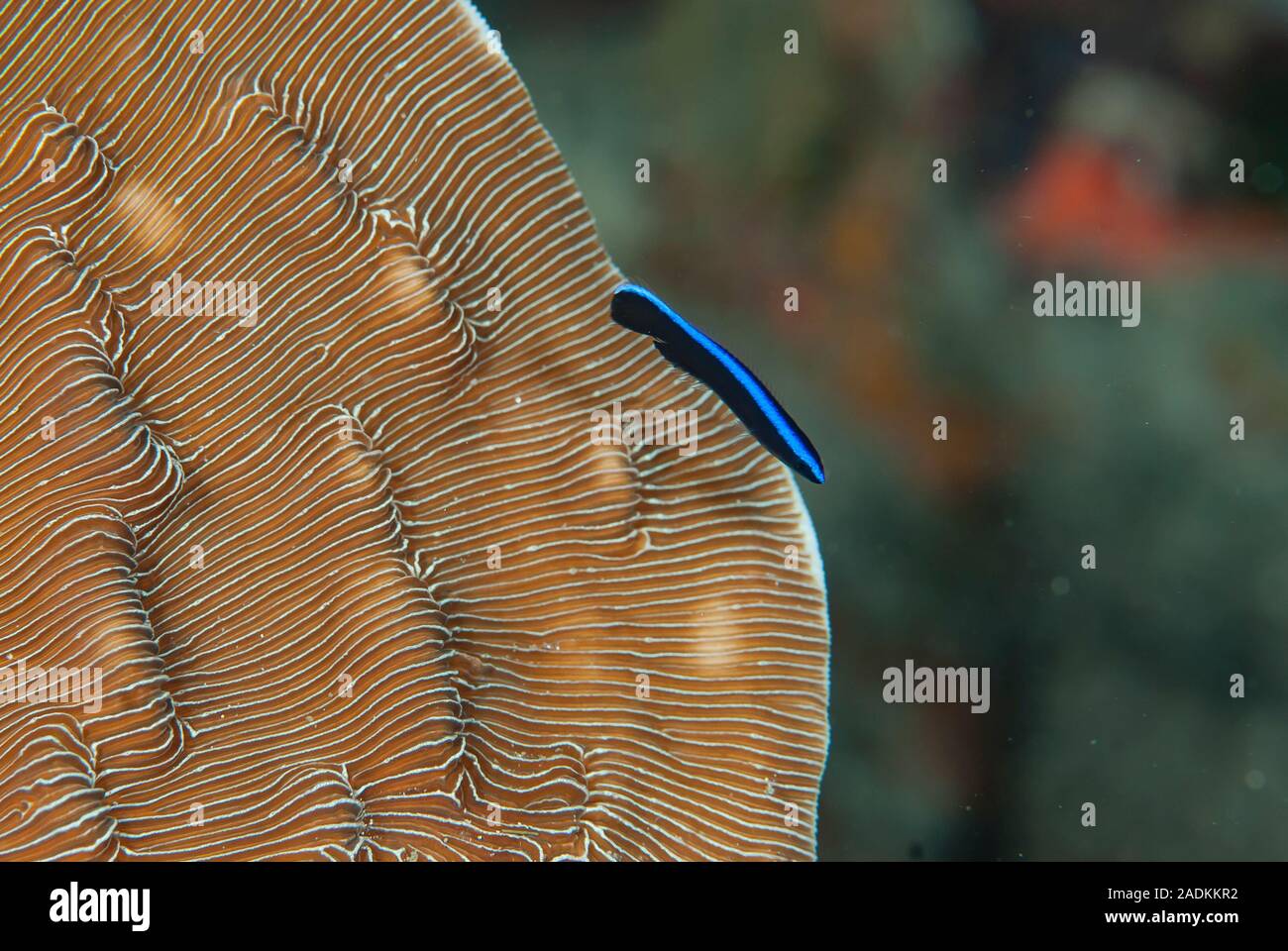 Bluestreak Cleaner Wrasse Labroides dimidiatus Stock Photo - Alamy
