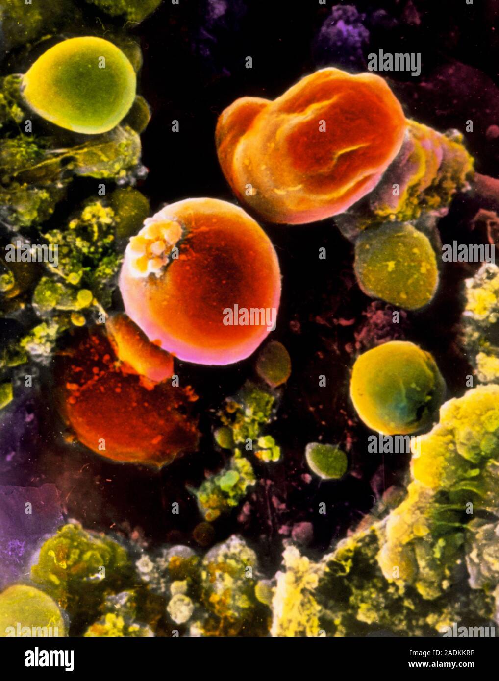 Egg cells. Coloured scanning electron micrograph of the surface of an ...