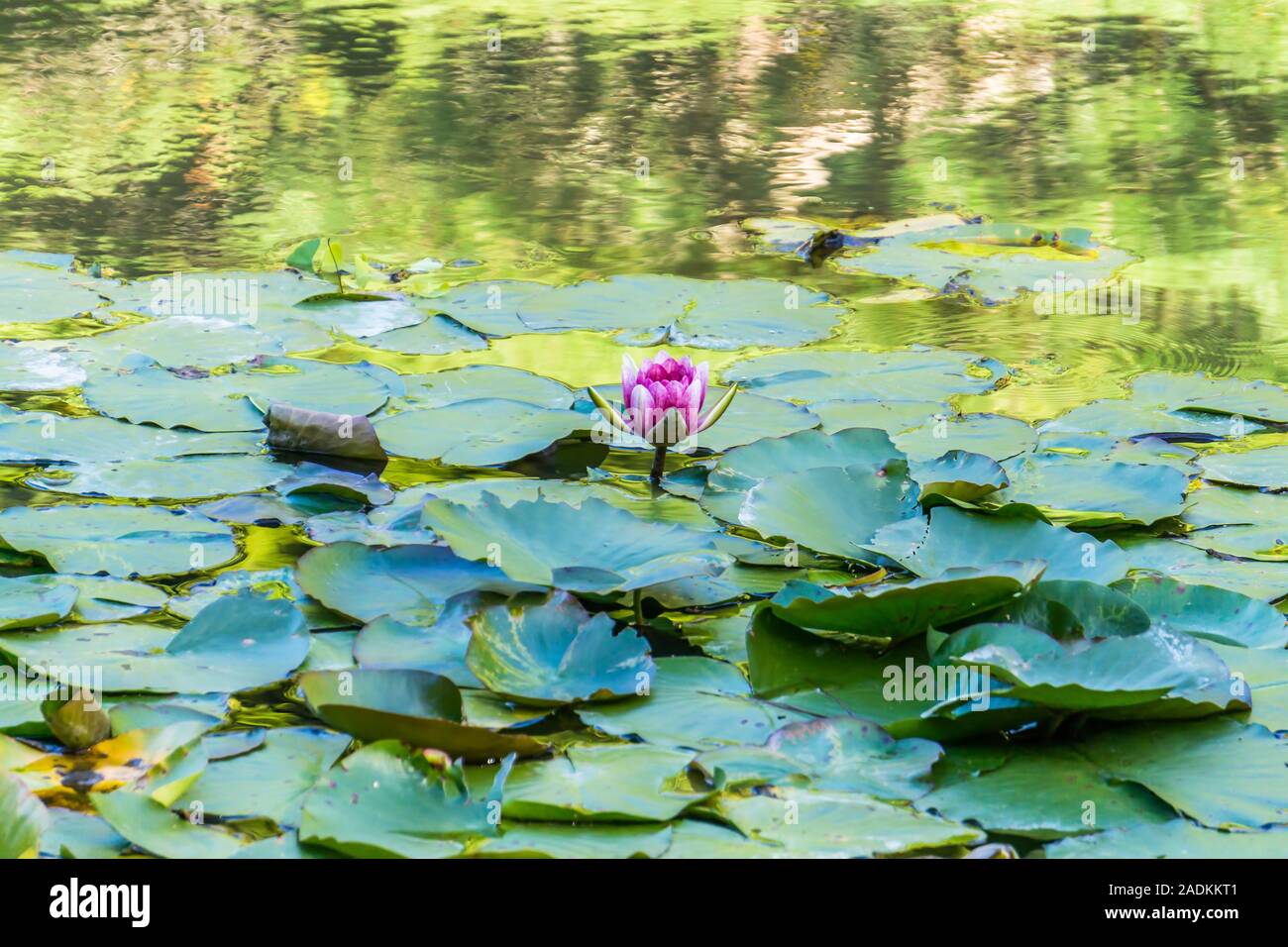 Close up shot water lily hi-res stock photography and images - Alamy