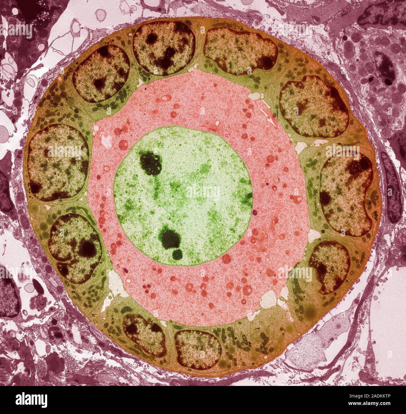 Ovarian follicle. Coloured transmission electron micrograph (TEM) of a ...