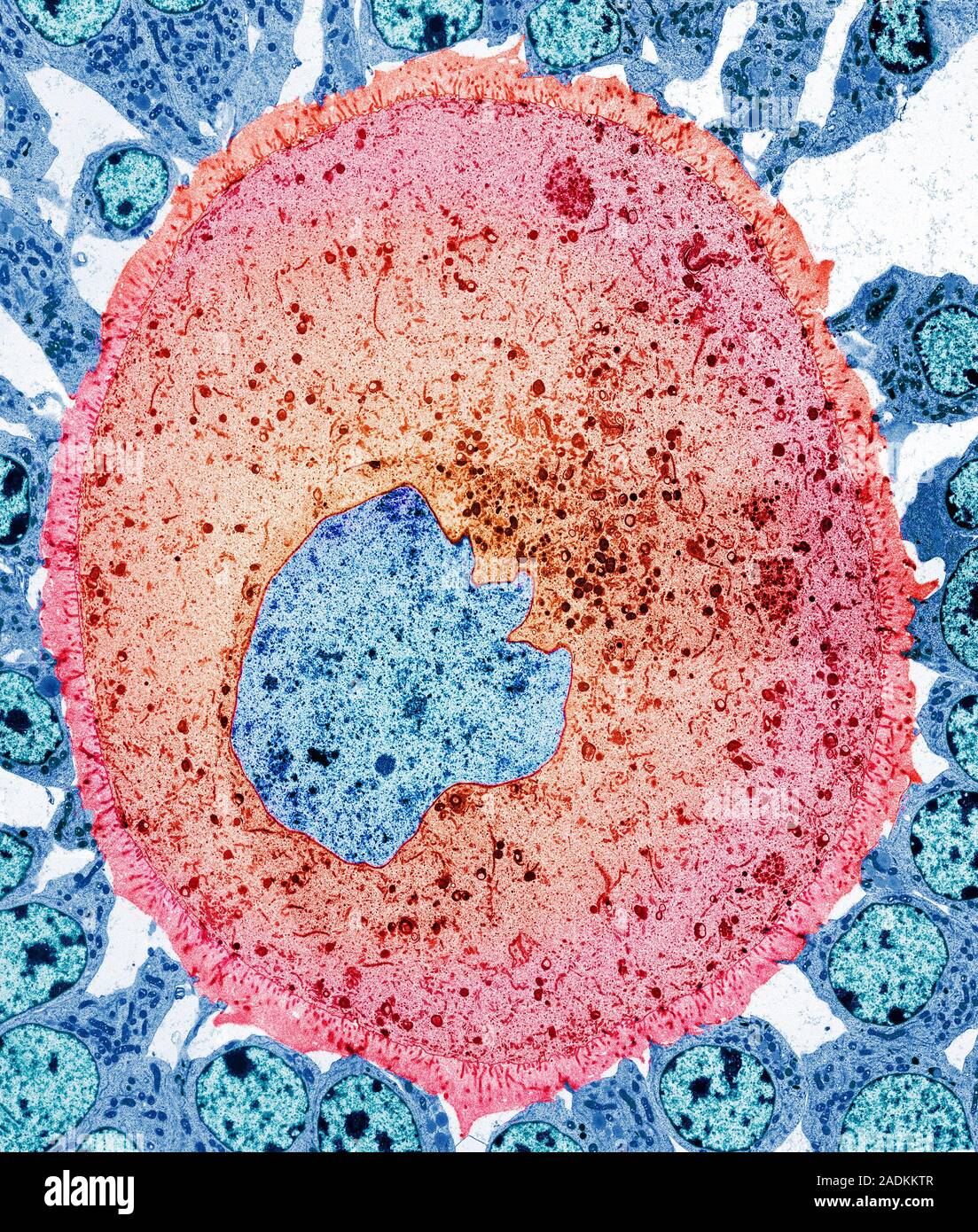 Ovarian follicle. Coloured transmission electron micrograph (TEM) of a ...