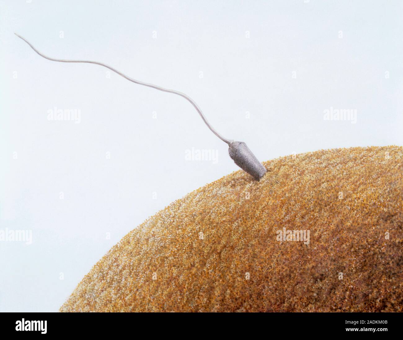 Illustration of a human sperm fertilising an egg. The picture shows the ...