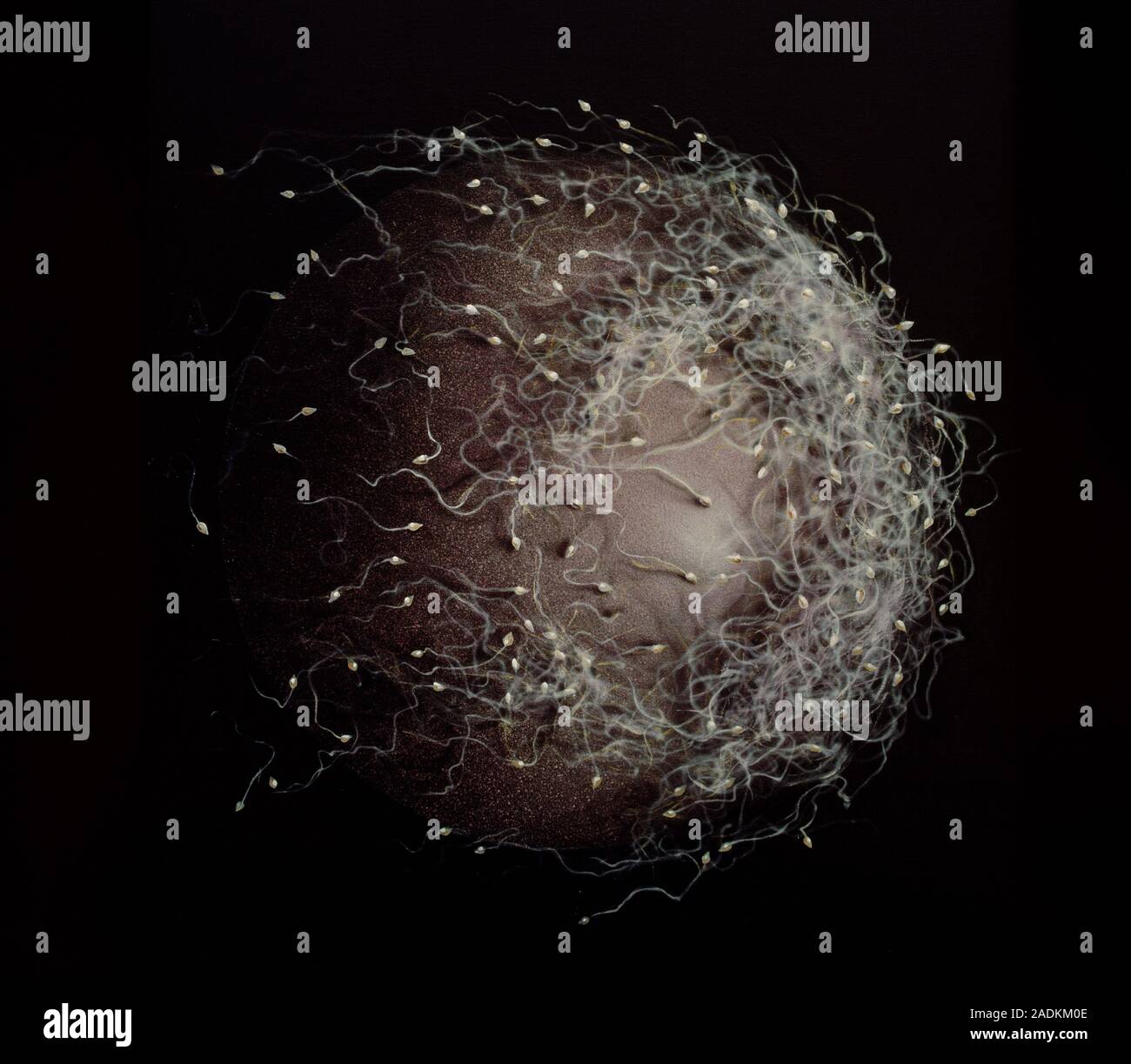 Illustration based on a scanning electron micrograph of a human ovum ...