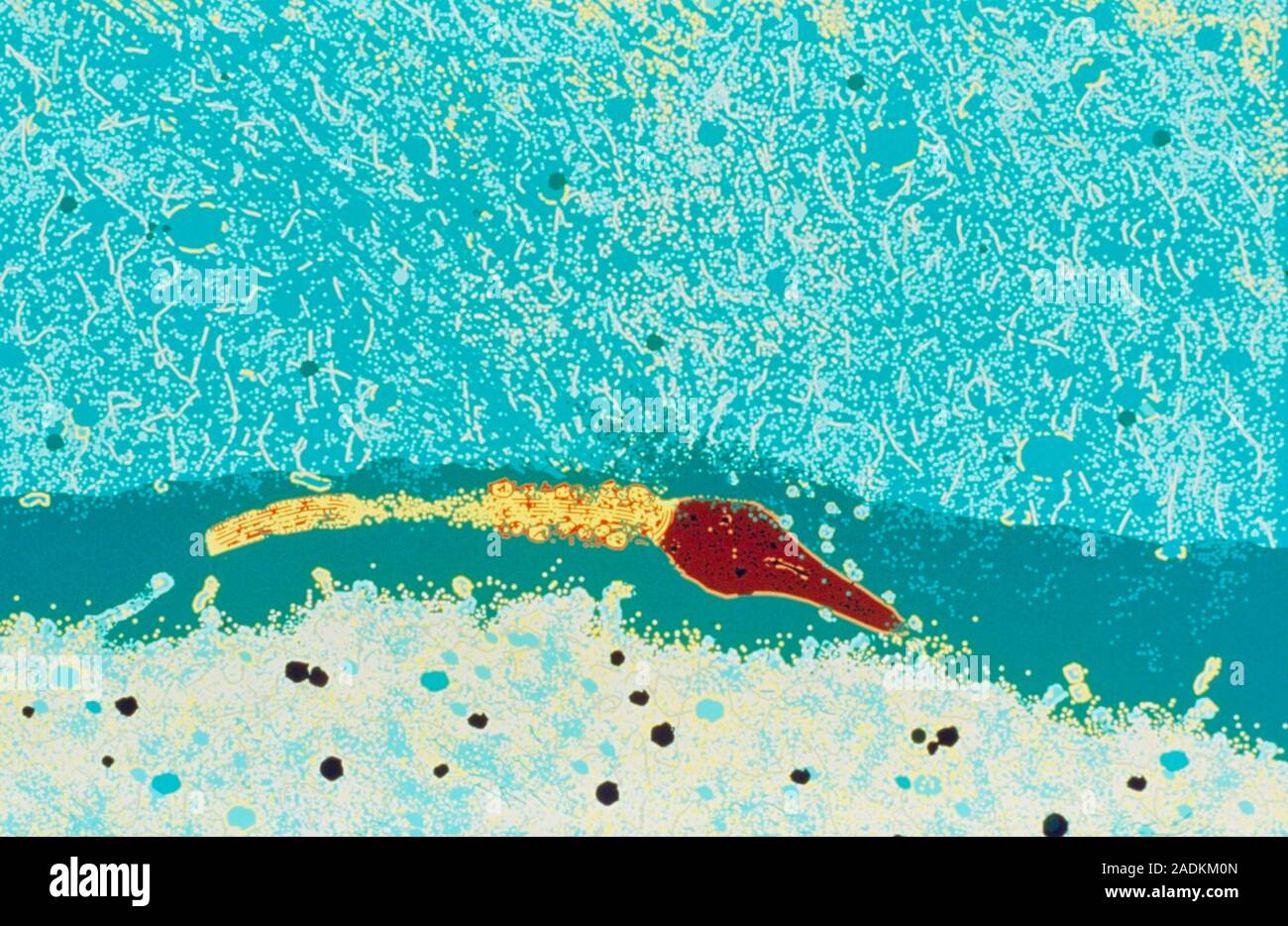 False Colour Transmission Electron Micrograph Tem Showing Penetration Of An Ovum By A Single