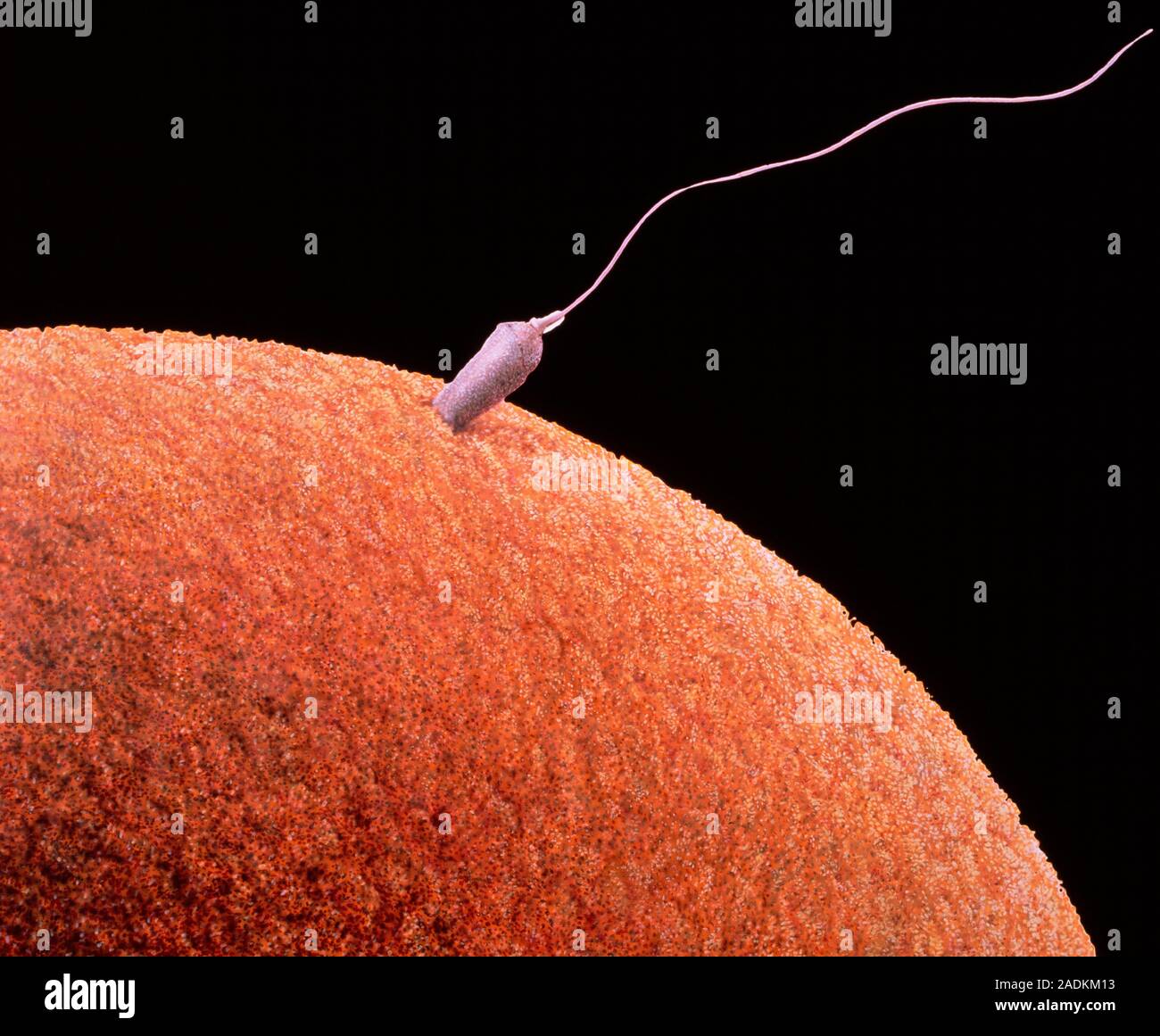 Illustration of a human sperm fertilising an egg. The picture shows the size difference between ...